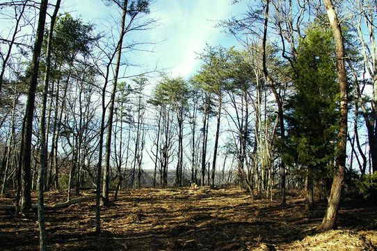 Tennessee Mountain Land With Beautiful Valley Views | Jasper Highlands